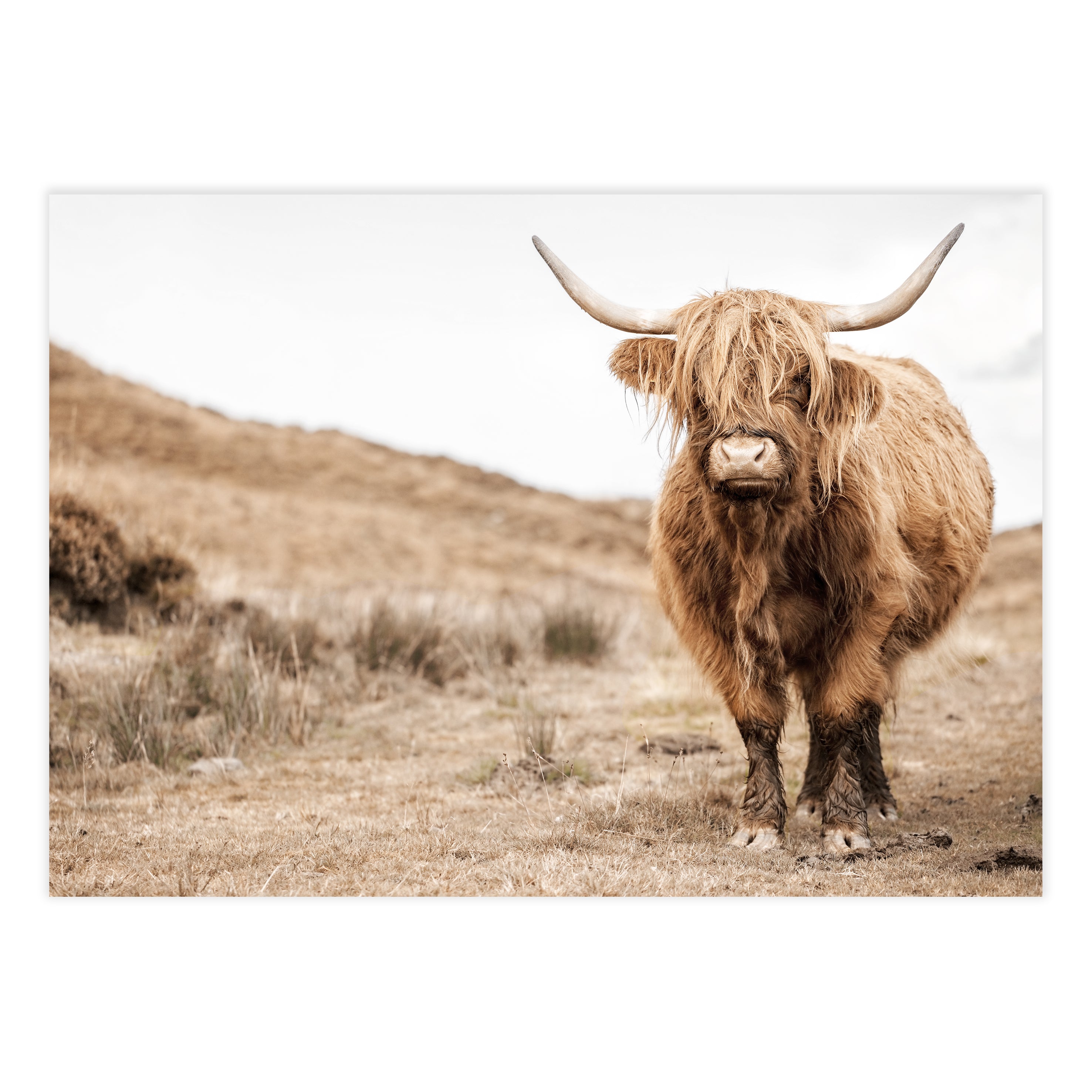 Ellisimo's Highland Cow Photography - Scottish Wall Art