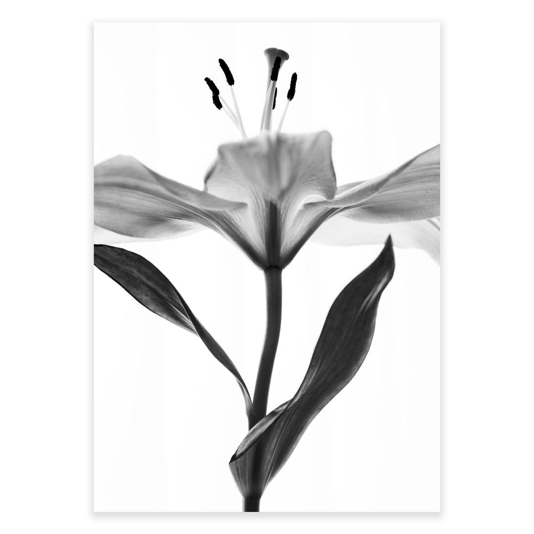 Zen Harmony – Ellisimo